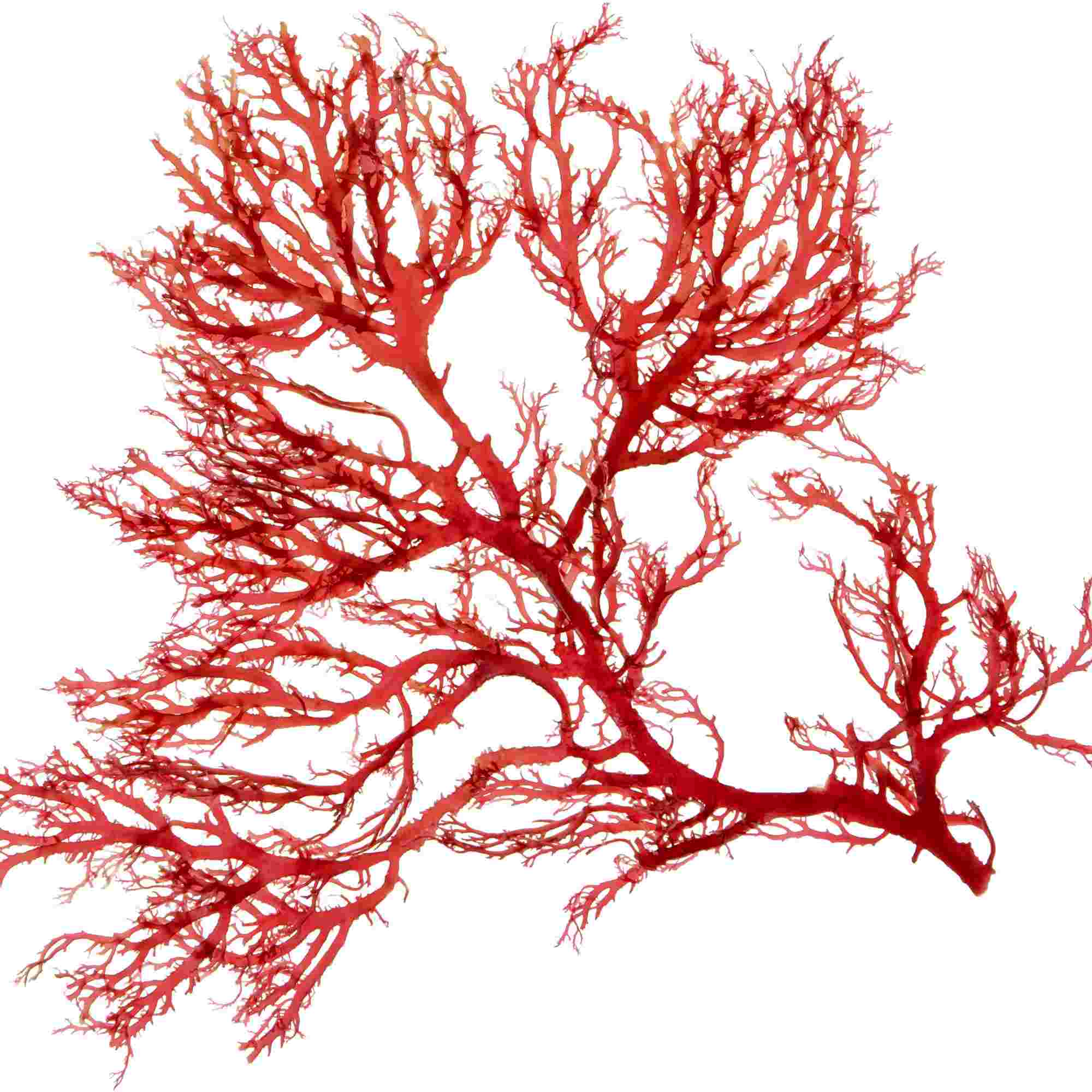 Red alga: properties and benefits – Silkbiotic
